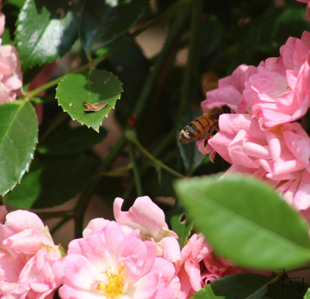 Bee and Flower Bee and Flower